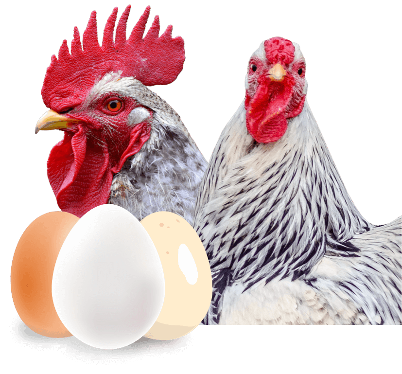 Rushtown Poultry LLC – Your premier source for exceptional eggs.